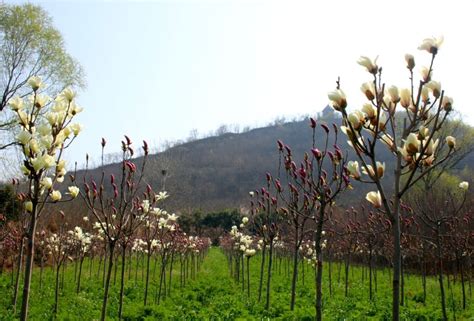 美丽周至 万株玉兰竞相盛放！周至这个地方又要花开成海了！丹阳