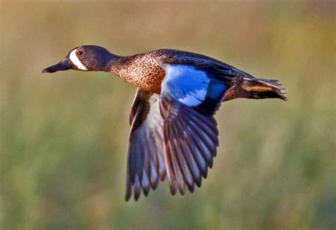 Blue Winged Teal