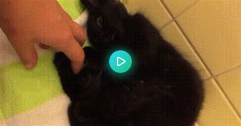 Rescue Gremlin  On Imgur