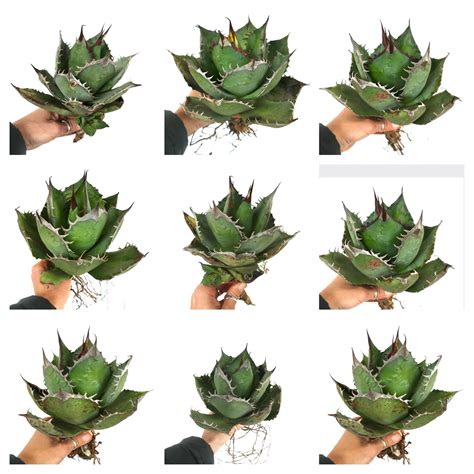 Agave Titanota Rare Species For Collectors