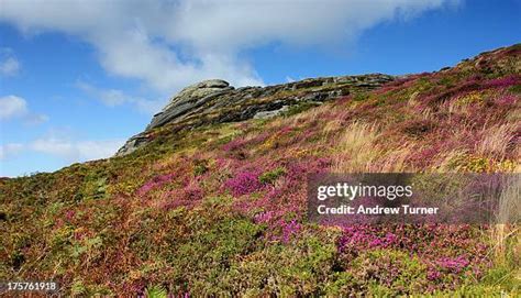 Grassy Patch Photos And Premium High Res Pictures Getty Images