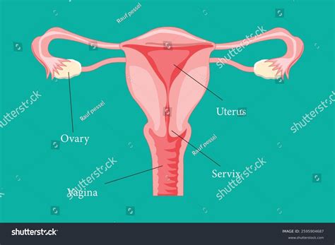 Medical Illustration Female Reproductive System Labeled Stock Vector