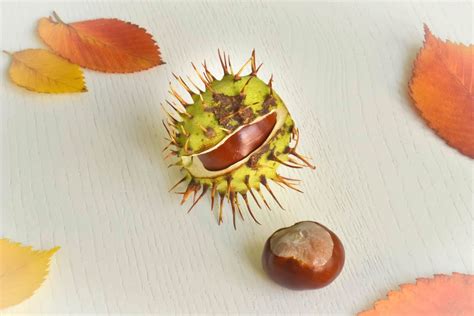 Kastanie - Creative Commons Bilder