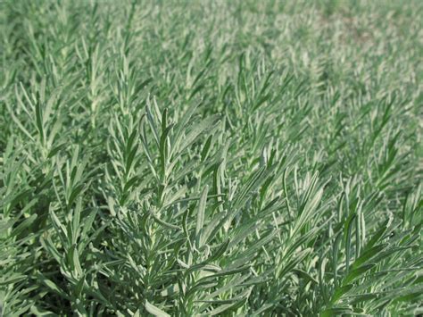 무료 이미지 들 잎 무늬 식품 녹색 높은 목초 수확고 흙 농업 이파리 시원한 이미지 배경 벽지 고용하다 안녕 입술 파워 샷 7 캐논 7