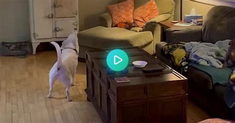 Daily Sing Along Church Bells With Wally And Ruby R Chiweenie