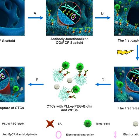 Schematic Diagram Showing The Three‐dimensional 3d Conductive