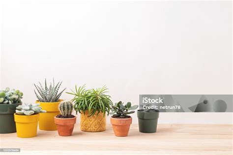 색깔 냄비에 다양한 다육 식물의 컬렉션 화분에 심은 선인장과 집 식물은 빛 벽에 세련된 인테리어 홈 가든 꽃 식물에 대한 스톡 사진 및 기타 이미지 Istock