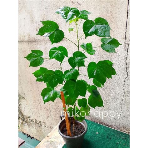 Cotton Plant Pokok Kapas 🌱 Each Pot Have 3 Branch 🌱 Shopee Malaysia