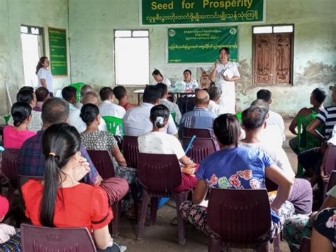 ချောင်းဆုံမြို့နယ်ကွမ်ရိုက်ကျေးရွာ နည်းပညာပြန့်ပွားရေး စင်တာတွင် မိုးစပါးသီးနှံ ဘက်စုံပိုးမ