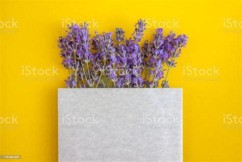 노란색 주황색 배경에 라벤더 꽃과 종이의 회색 봉투의 구성 플랫 레이 공간을 복사합니다 0명에 대한 스톡 사진 및 기타 이미지 Istock