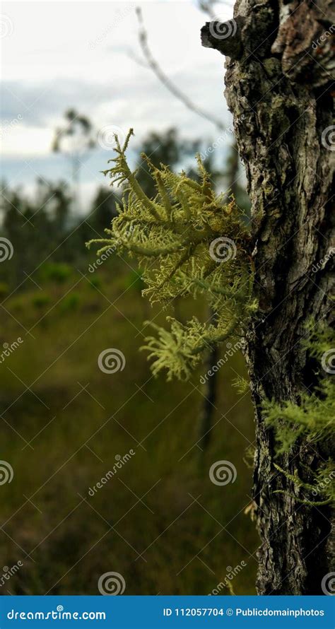 Tree Vegetation Branch Trunk Picture Image 112057704