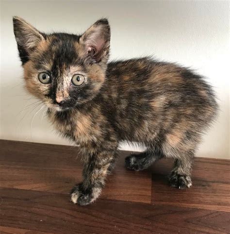 Beautiful Tortoiseshell Cat