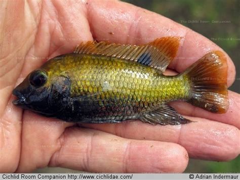 Coptodons 1poisson