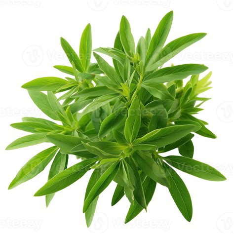 Cleome Shoots With Elongated Lance Shaped Green Leaves Arranged In