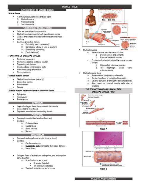 Lab Muscle Tissue Editingg Pdf Muscle Contraction Neuromuscular Junction