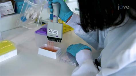 Vídeo Um Ensaio Para Quantificar A Fagocitose Mediada Por Anticorpos De Eritrócitos Infectados