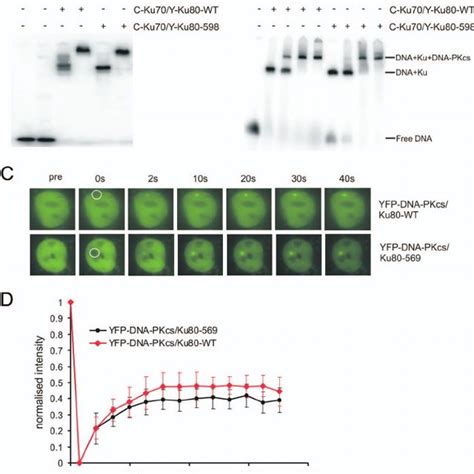 The Ku80 Carboxy Terminus Stimulates Artemis Mediated Dna End