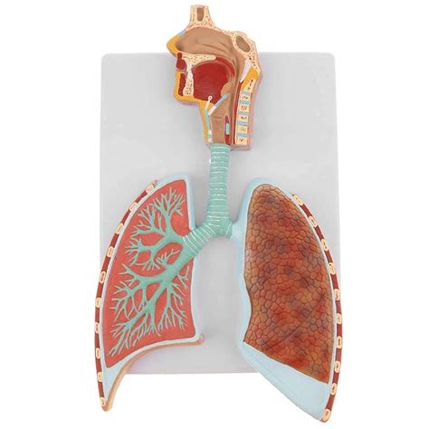 Lung Anatomy Model Life Size Respiratory System Model Longitudinal