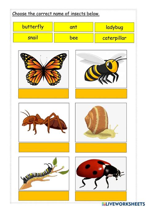 Insects Activity For Preschool Live Worksheets