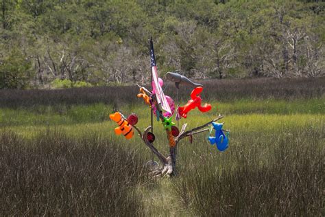 Charleston Daily Photo Edisto Mystery Tree In Its Summer Glory
