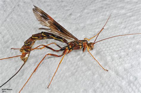 Large Giant Ichneumon Megarhyssa Macrurus Bugguide Net