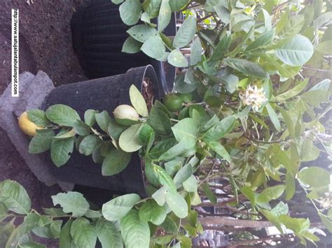 Jeruk Nipis SATU JALAN TABULAMPOT