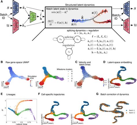 Inferring Single Cell Transcriptomic Dynamics With Structured Latent Gene Expression Dynamics
