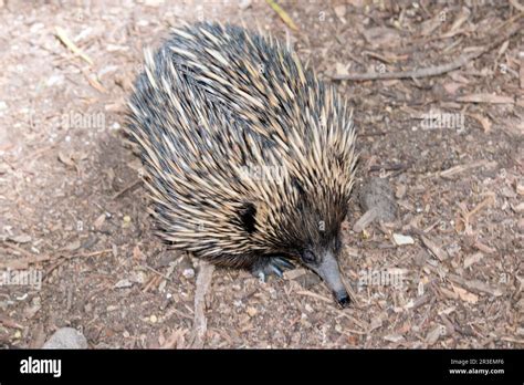 The Echidna Has Spines Like A Porcupine A Beak Like A Bird A Pouch Like A Kangaroo And Lays