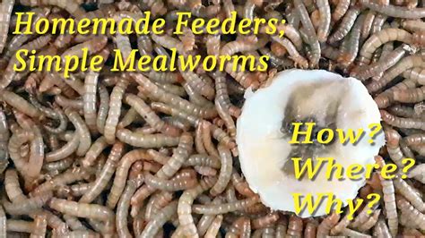 Feeders Mealworms Breeding And Feeding Youtube