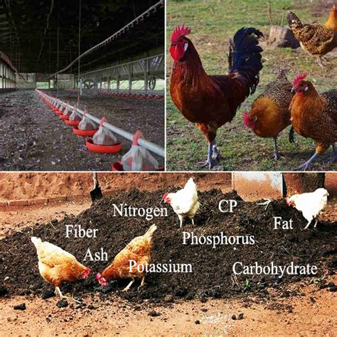 Buy Chicken Manure Organic Fertilizer For Plants Kerala Biotics