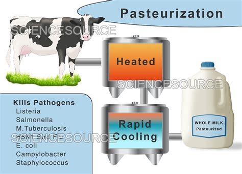 Illustrated Diagram Of Pasteurization Stock Image Science Source Images