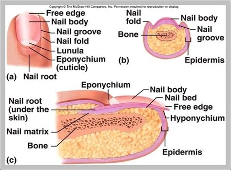 Function Of Integumentary System Image Anatomy System Human Body Anatomy Diagram And Chart