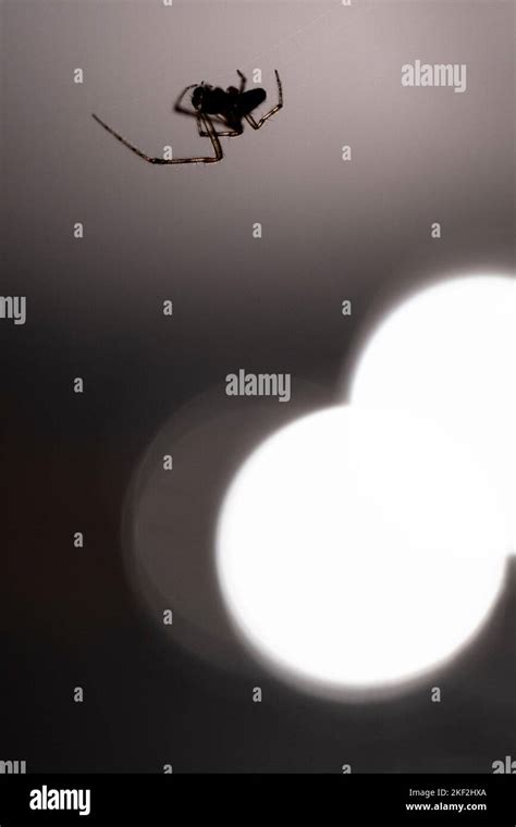 Spider Elevated On Single Strand Of Thin Web Large Bokeh Bubbles In Background Due To Selective