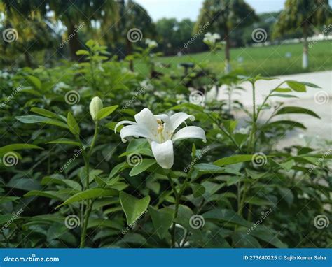 Orange Jessamine Murraya Paniculata Flower Closeup In The Garden Stock Image Image Of Stem