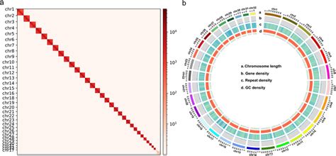 The Genome Features Of Lymantria Dispar Asiatica A Genome Wide Hi C
