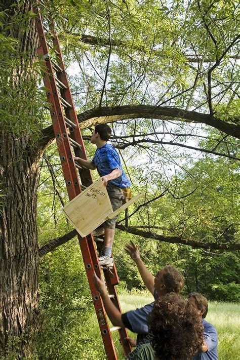 Installing A Nesting Box Stock Image C023 9262 Science Photo Library