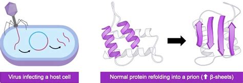 Pathogens Vce Bioninja
