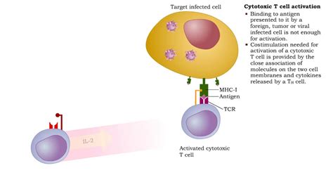 Cytotoxic T Cells Activation