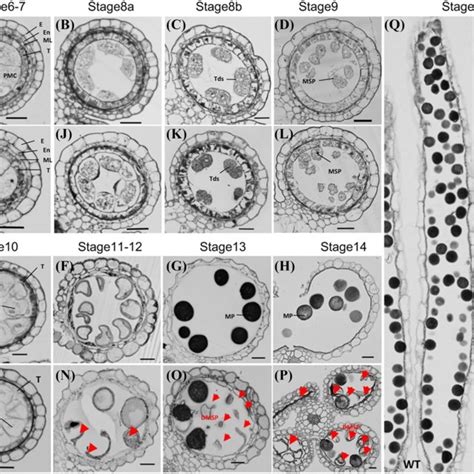 Dapi Staining Of Wild Type A F And Chr721 G L Pollen Grains A G Download Scientific