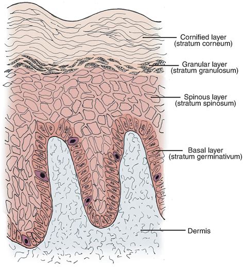 Anatomy Of The Skin Clinical Tree
