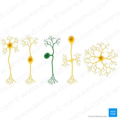 Parts Of A Neuron Structure And Functions Kenhub