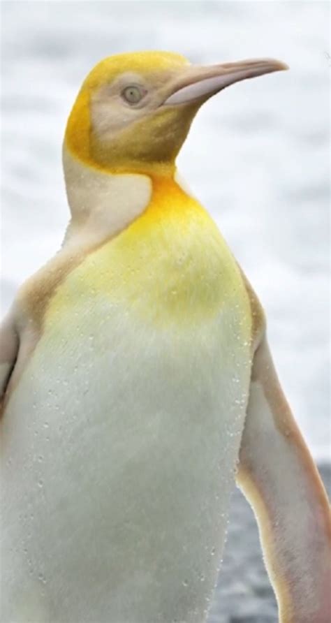 ஞானவயல் Rare Picture Penquin With Skin Disorder
