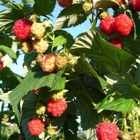 树莓 星宇树莓 星宇树莓 北京星宇树莓农林科学研究院