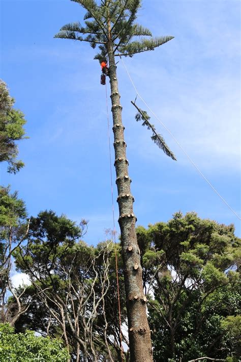 Tree Removal Cutting Auckland Professional Tree Cutters NZ