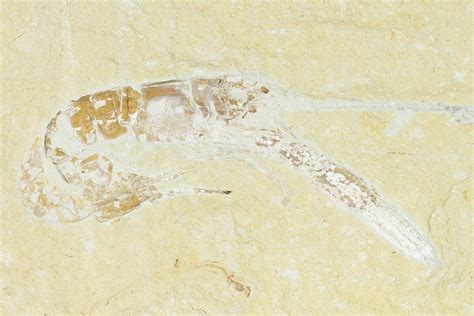 3 Cretaceous Lobster Pseudostacus Fossil Lebanon 147105 For