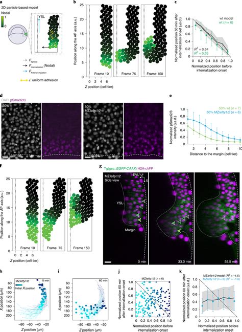 A Spatiotemporal Pattern Of Leader To Follower Cells Encoded By Nodal Download Scientific