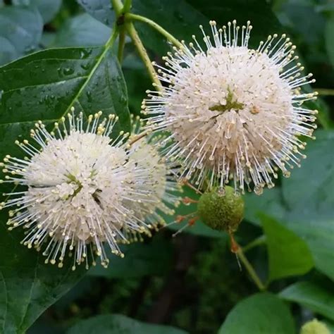 How To Grow And Care For Buttonbush Gardeners Path
