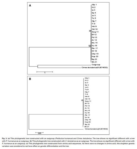 This Phylogenetic Tree Constructed With An Outgroup Pediculus Humanus