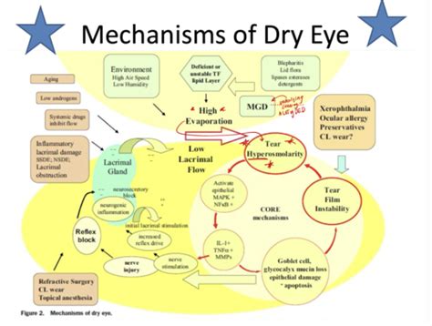 Ded 1 Ocular Surface Disease Tx Part 1 Flashcards Quizlet