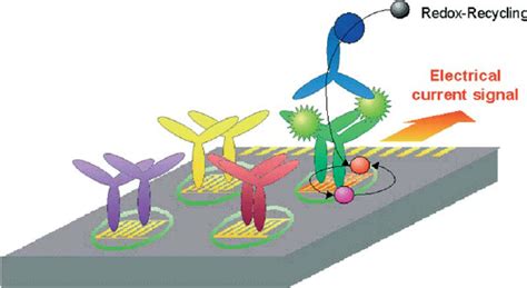 Scheme Of An Electrical Protein Microarray Using Sandwich Elisa Formats